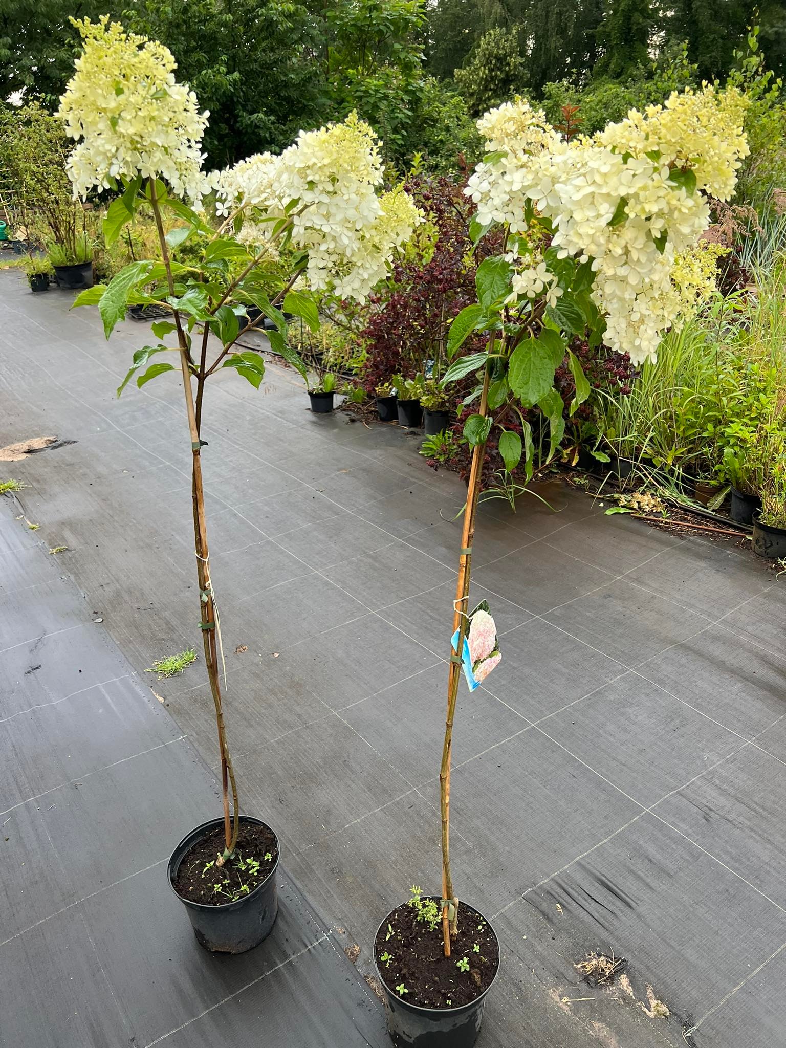 Hortensja Phantom na pniu